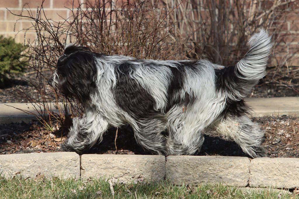 Dutch Schapendoes - The Breed Archive