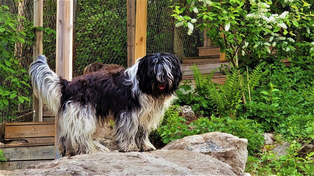 Dutch Schapendoes - The Breed Archive