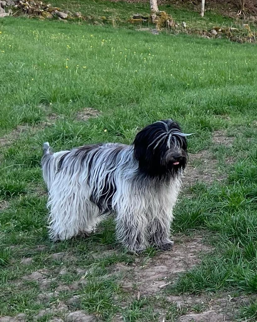 Dutch Schapendoes - The Breed Archive